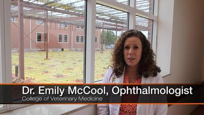 Teaching Veterinary Students - Video | Oklahoma State University