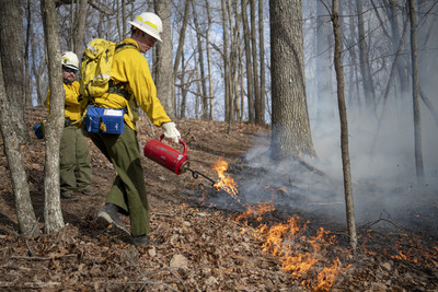 Fire and forest ecology - Virginia Tech - Video