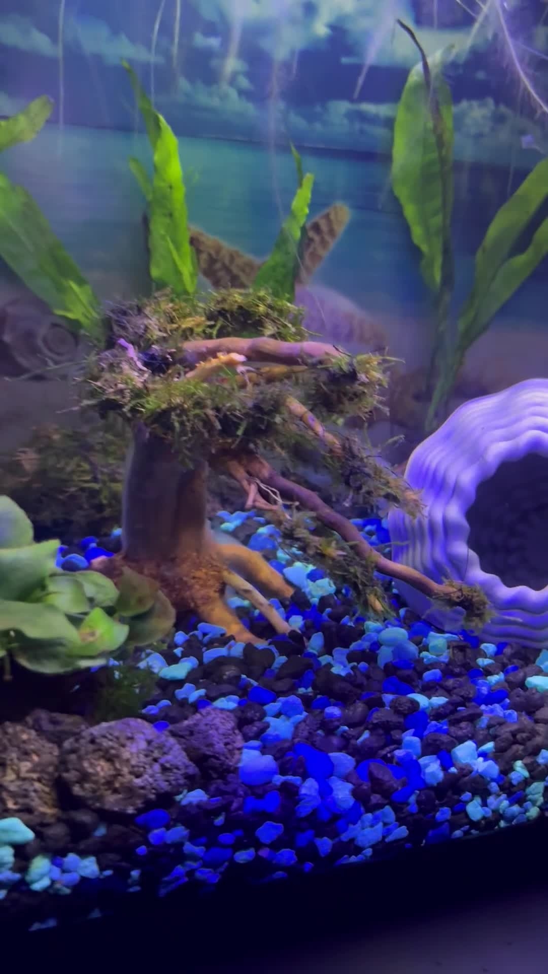 java moss aquarium nearby