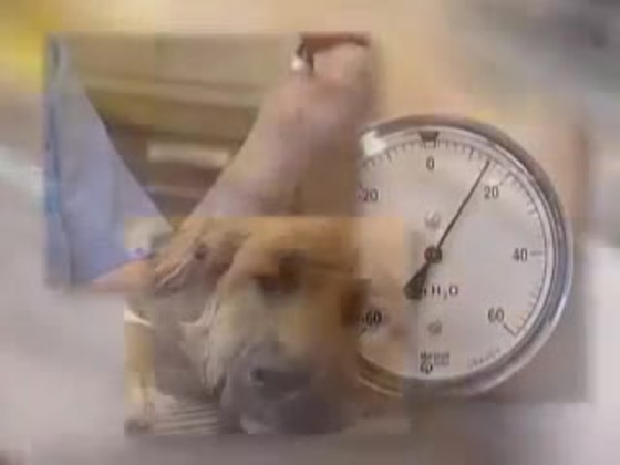 Fentanyl patch application in cats - OSU MediaSpace