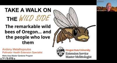 *Take a Walk on the Wild Side: Oregon's Weird and Wonderful Native Bees ...