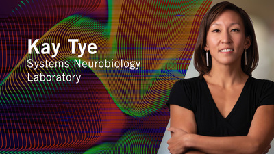 Meet Our Scientists | Professor Kay Tye - Salk Institute