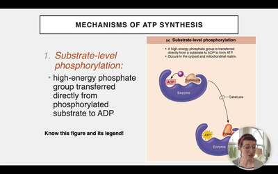 Ch 24 III - ATP Synthesis - IWU MediaCentral