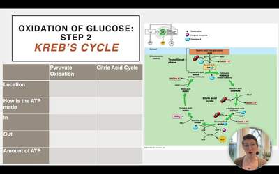 Ch 24 V - Pyruvate Oxidation and Krebs Cycle - IWU MediaCentral