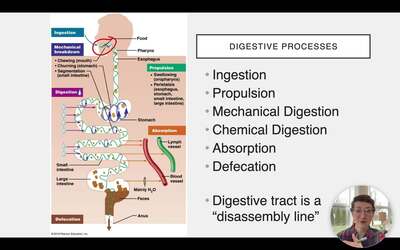 Ch 23 V - Stomach Anatomy - IWU MediaCentral