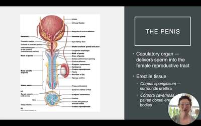 Ch 27 III - The Penis and Semen - IWU MediaCentral