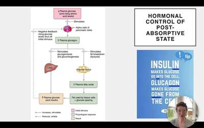 Ch 24 XIII - Control of Post-Absorptive State - IWU MediaCentral