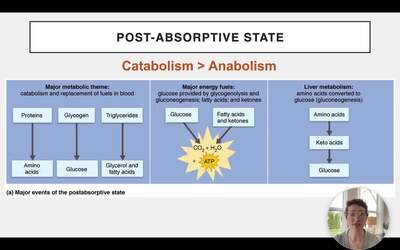 Ch 24 XII - Post-Absorptive State - IWU MediaCentral