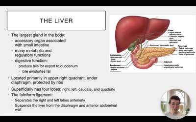 Ch 23 IX - Liver and Gallbladder - IWU MediaCentral