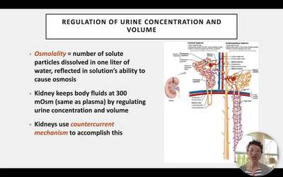 Ch 25 VII - Medullary Osmotic Gradient - IWU MediaCentral
