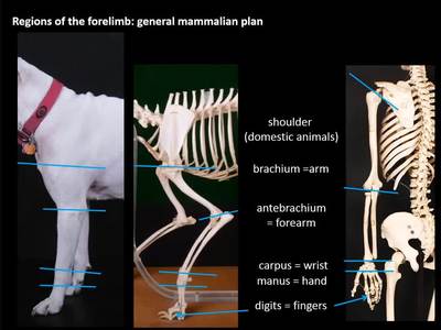 VM 516 Intro to forelimb bones Video presentation - MSU MediaSpace