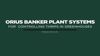 Orius Banker Plant Systems for Controlling Thrips in Greenhouses - MSU ...