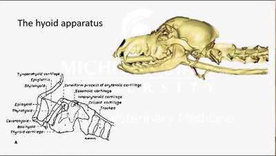 VM 525-Hyoid apparatus (video presentation) - MSU MediaSpace