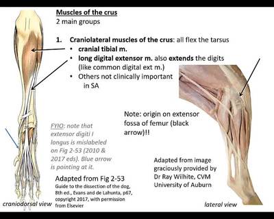 VM 516 Muscles and nerves of the crus and LA adaptations (video ...