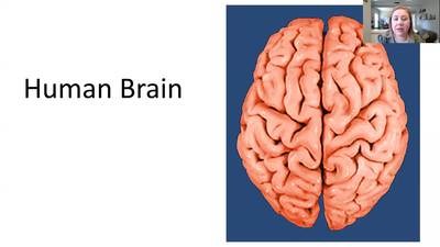 Make a Play-Doh Neuron! - MSU MediaSpace
