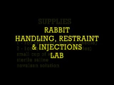 Rabbit Restraint & Phlebotomy - MSU MediaSpace