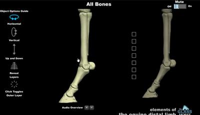 VM 516-Intro to bones of distal equine limb - MSU MediaSpace