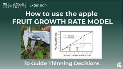How to Use the Fruit Growth Model to Guide Apple Thinning Decisions ...
