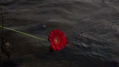 Red - MSU MediaSpace