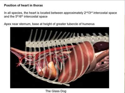VM 518-Location of the heart in the thorax - Puncta maxima - MSU MediaSpace