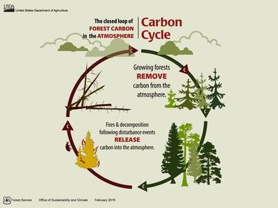 Carbon Cycle: The Closed Loop of Forest Carbon in the Atmosphere - MSU ...