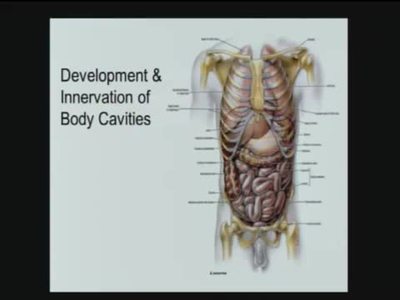 Development and Innervation of Body Cavities - MSU MediaSpace
