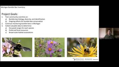 MBBI Training Series Part 1 - Bumble Bee Biology & Identification - MSU ...
